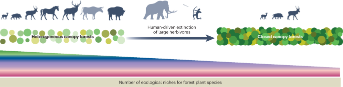 Habitat affinities of European temperate forest plants | Nature Plants