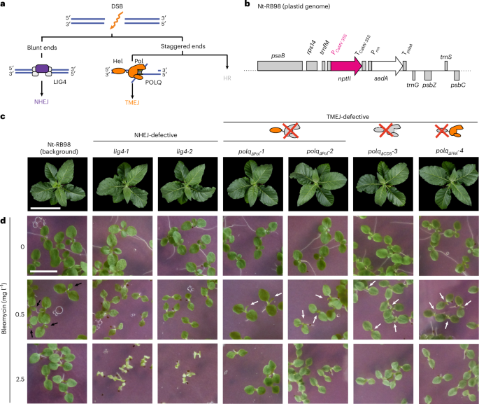 Suppression of plastid-to-nucleus gene transfer by DNA double-strand ...