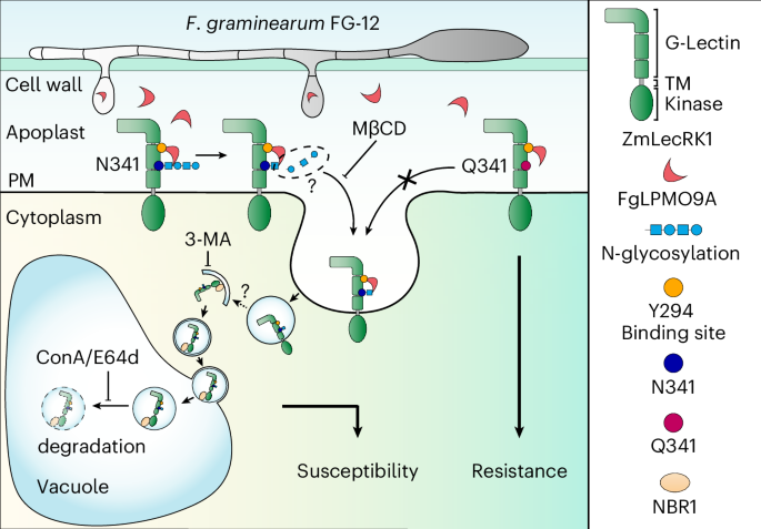 Glycosylation disruption is a new virulence strategy for a plant fungal ...