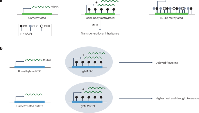 Adaptation beyond the DNA sequence | Nature Plants