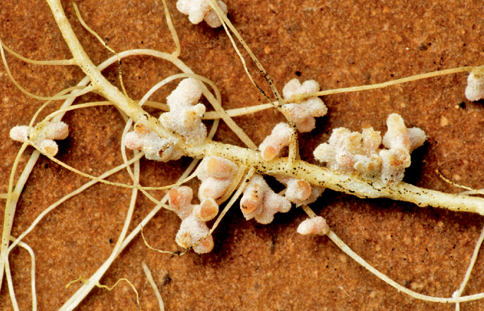 Tear down this wall | Nature Plants