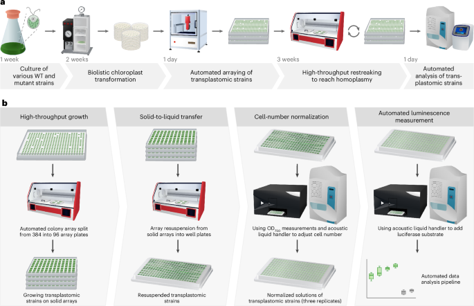 A modular high-throughput approach for advancing synthetic biology in ...