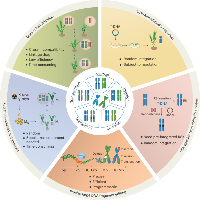 Advances and prospects of large DNA fragment editing in plants | Nature ...