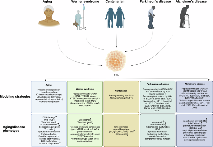 Strategies for modeling aging and age-related diseases | npj Aging