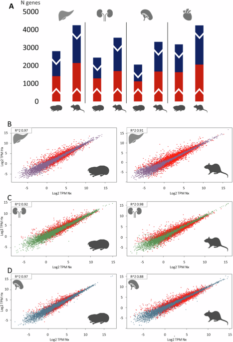 Adaptation of the Spalax galili transcriptome to hypoxia may underlie ...