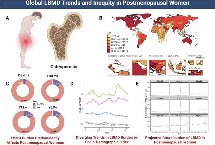 Global epidemiology and burden of osteoporosis among postmenopausal ...