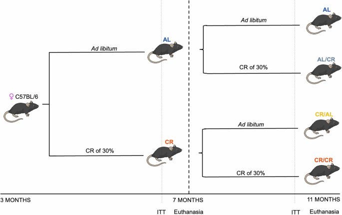 Timing and duration of calorie restriction determine its impact on ...