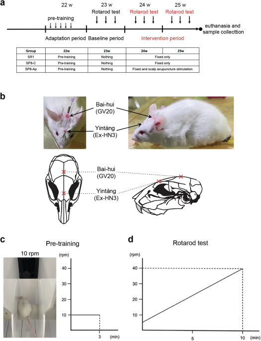 Stimulation at the frontal cortex influences the exercise activity and ...