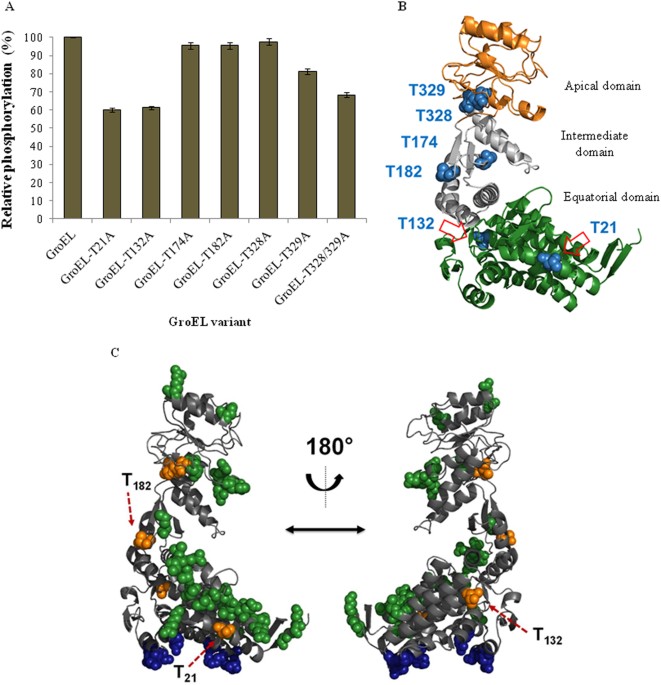 Ser/Thr protein kinase PrkC-mediated regulation of GroEL is critical ...