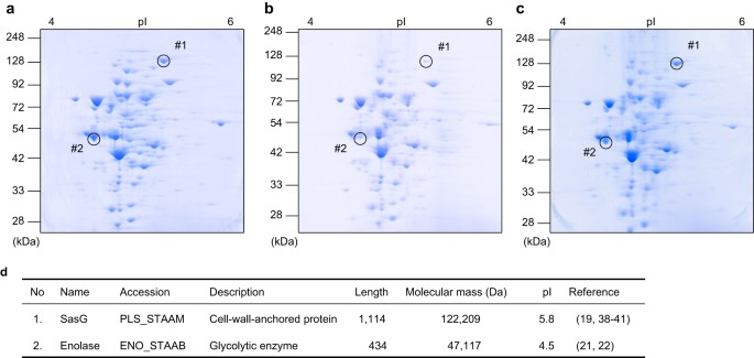 Norgestimate inhibits staphylococcal biofilm formation and resensitizes methicillin-resistant ...