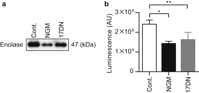 Norgestimate inhibits staphylococcal biofilm formation and resensitizes methicillin-resistant ...