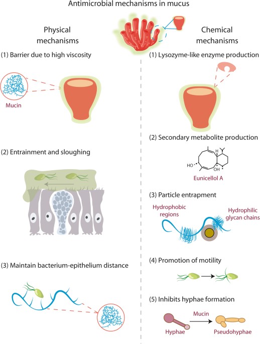 evolutionary-conservation-of-the-antimicrobial-function-of-mucus-a