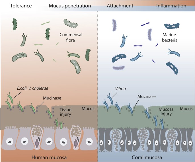 Evolutionary conservation of the antimicrobial function of mucus: a ...