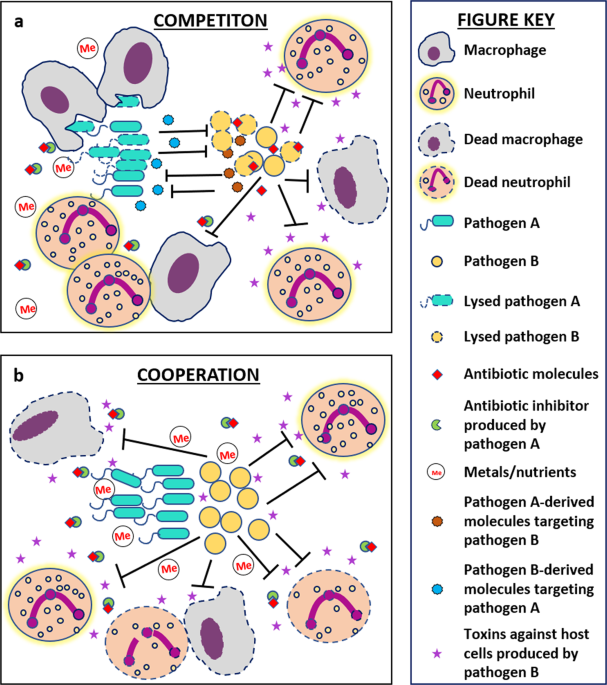 Selective pressures during chronic infection drive microbial ...
