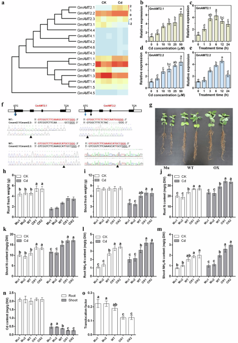 GmAMT2.1/2.2-dependent ammonium nitrogen and metabolites shape ...