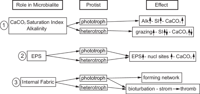 The eukaryome of modern microbialites reveals distinct colonization ...