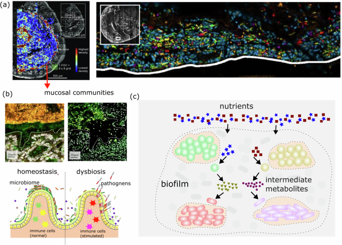 Metabolic interactions shape emergent biofilm structures in a ...