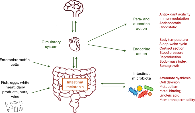 Microbial melatonin metabolism in the human intestine as a therapeutic ...