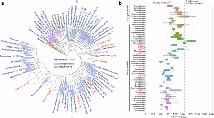 Adaption mechanism and ecological role of CPR bacteria in brackish ...