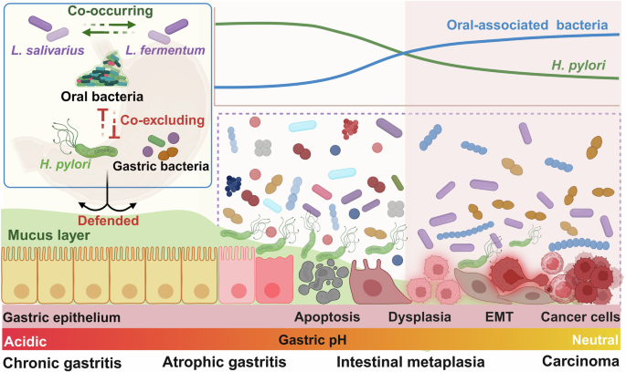 The dynamic oral–gastric microbial axis connects oral and gastric ...