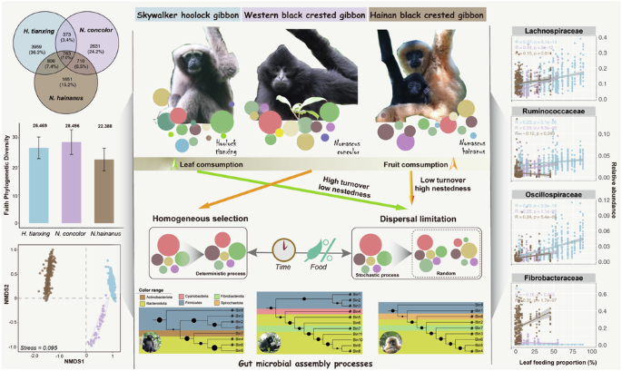 Comparative study of gut microbiota reveals the adaptive strategies of ...