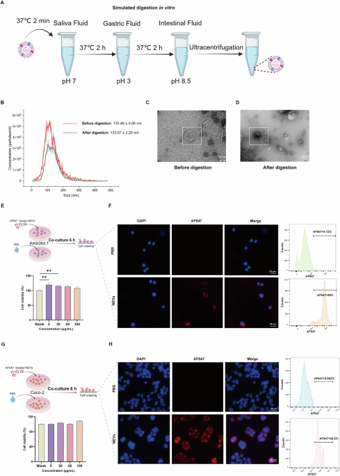 Bifidobacterium longum NSP001-derived extracellular vesicles ameliorate ...