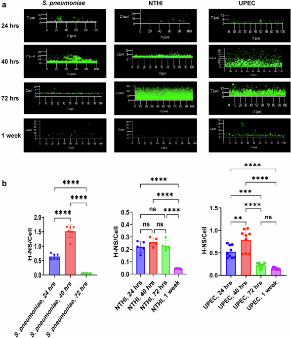 Bacterial biofilm-derived H-NS protein acts as a defense against ...