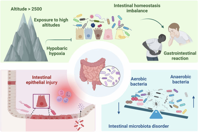Unraveling the pathogenesis and prevention strategies of acute high ...
