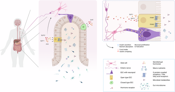 Enteroendocrine cells: the gatekeepers of microbiome-gut-brain ...