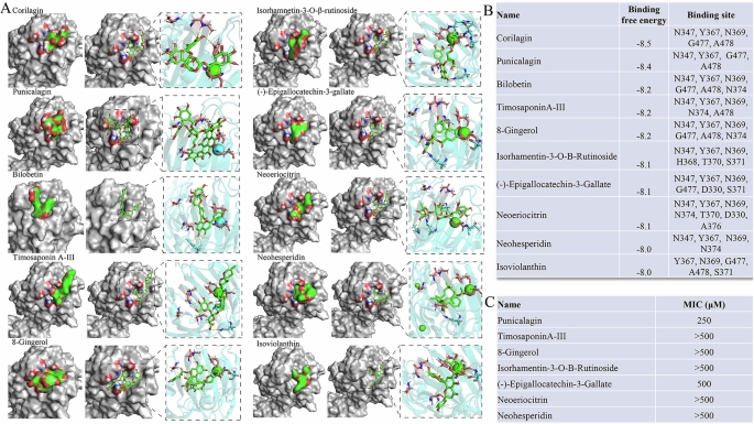 Exploiting strong synergies between punicalagin and cefoperazone to ...