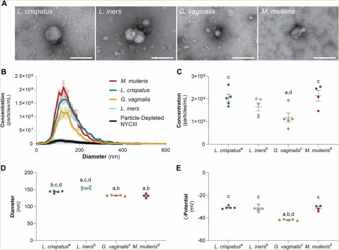 Vaginal bacteria-derived extracellular vesicles diffuse through human ...
