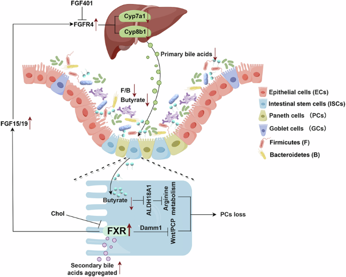 Disruption of bile acid homeostasis potentiates Paneth cell ablation by ...