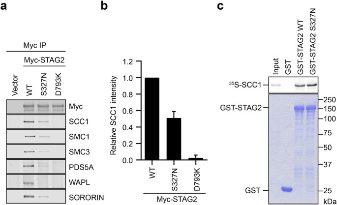 Familial STAG2 germline mutation defines a new human cohesinopathy ...