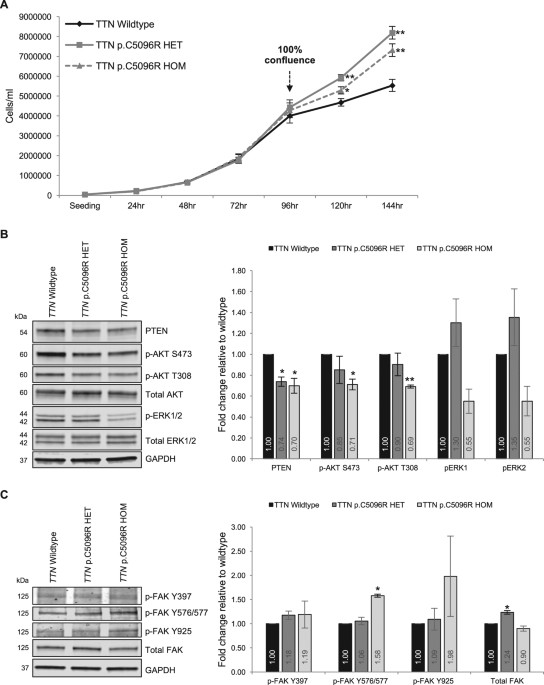 Germline TTN variants are enriched in PTEN -wildtype Bannayan–Riley ...