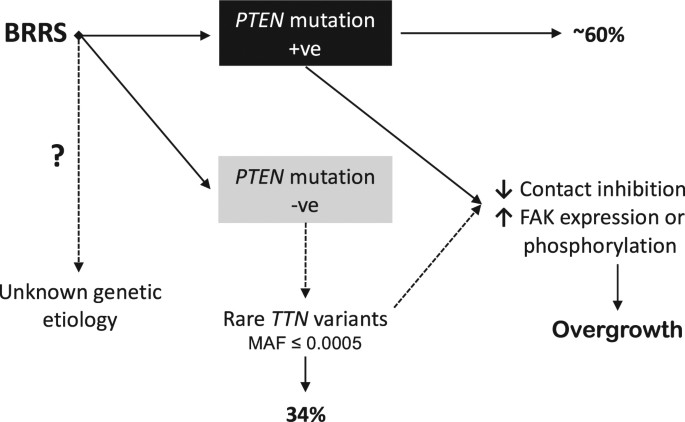 Germline TTN variants are enriched in PTEN -wildtype Bannayan–Riley ...