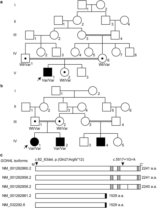 Biallelic loss-of-function variants in GON4L cause microcephaly and brain structure ...