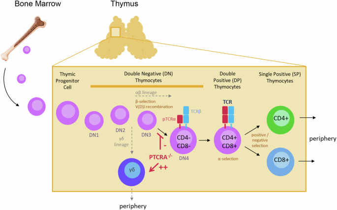 Pre-T cell receptor-α immunodeficiency detected exclusively using whole ...