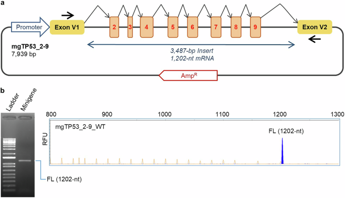 TP53 minigene analysis of 161 sequence changes provides evidence for ...