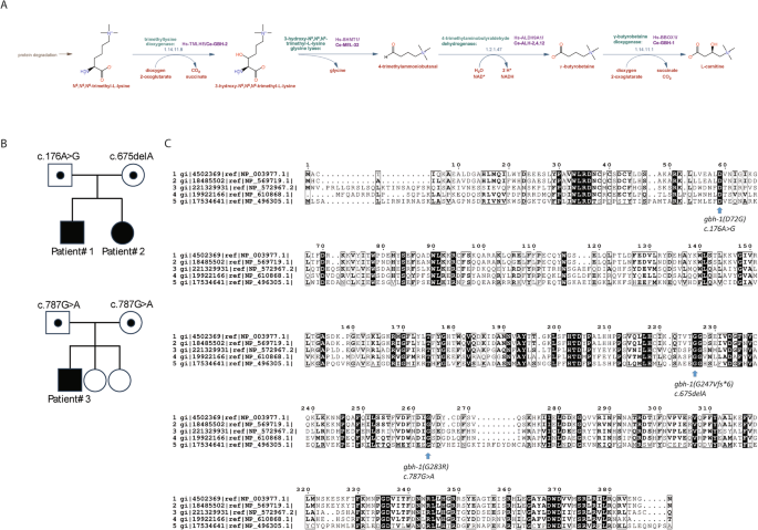 Biallelic variants in BBOX1 cause L-Carnitine deficiency and elevated γ ...