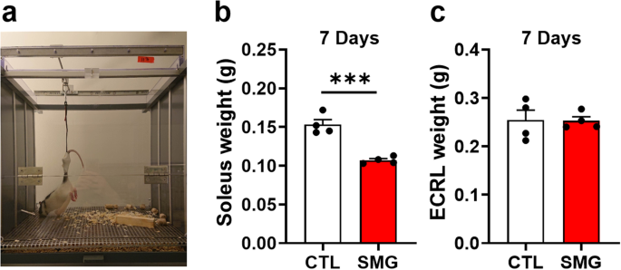 Physical exercise restores adult neurogenesis deficits induced by ...