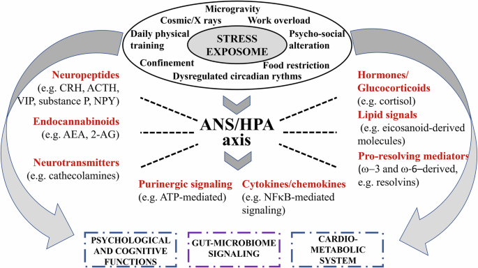 Spaceflight exposome/microgravity effects on the ...