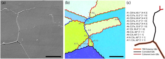 Tracking the evolution of intergranular corrosion through twin-related ...