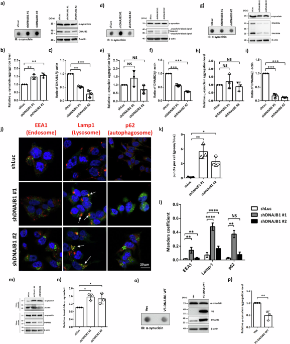 EGFR phosphorylates DNAJB1 to suppress α-synuclein aggregation in ...