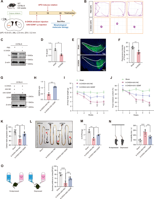 GDNF signaling modulation by Akkermansia muciniphila ameliorates ...