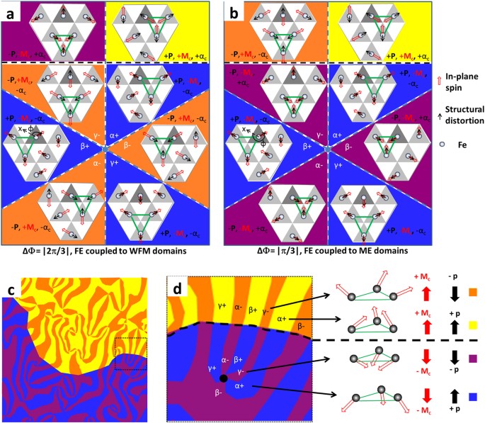 Vortex ferroelectric domains, large-loop weak ferromagnetic domains ...