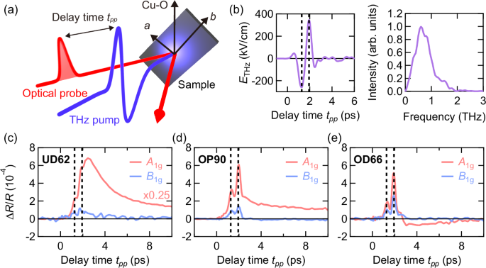 Distinct terahertz nonlinear and Raman responses in cuprate ...