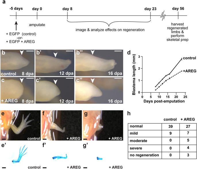 Identification of regenerative roadblocks via repeat deployment of limb ...