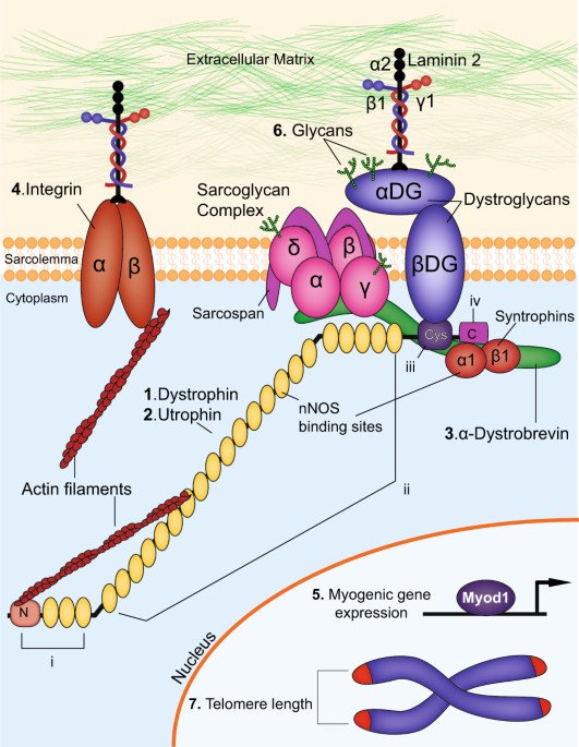 Humanizing the mdx mouse model of DMD: the long and the short of it ...
