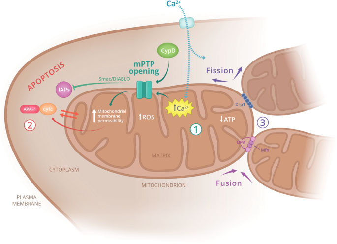 Mitochondrial dysfunction in neurological disorders: Exploring ...