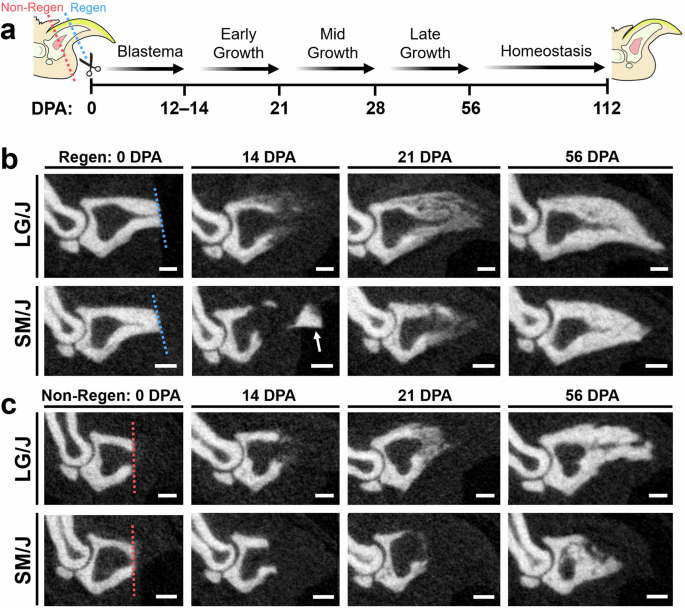 Digit regeneration is expedited in LG/J healer mice compared to SM/J ...